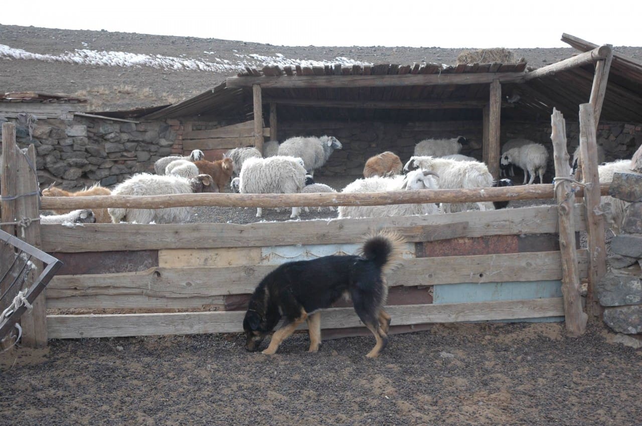 The Mongolian Bankhar Dog - Expedition Portal