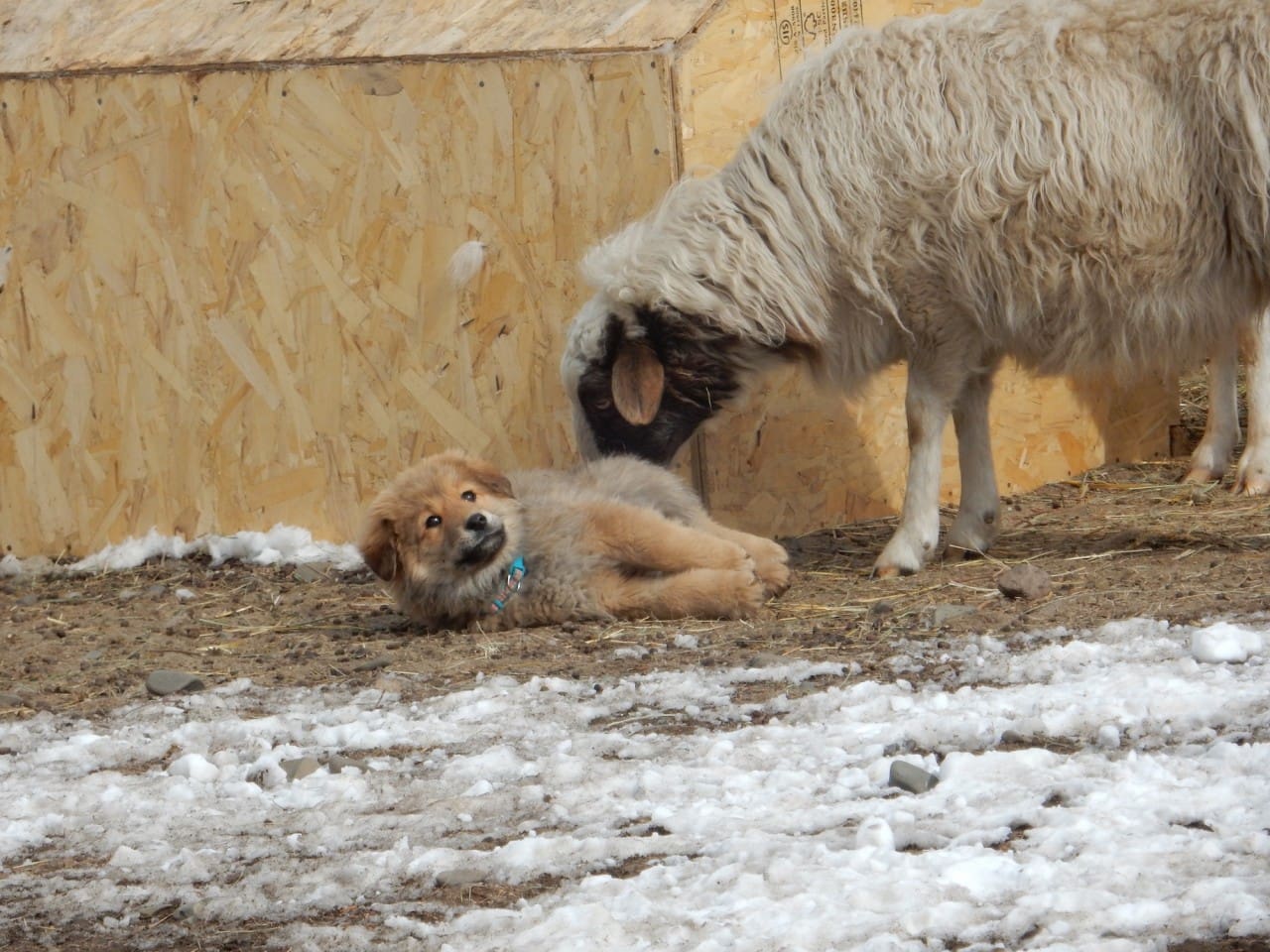 The Mongolian Bankhar Dog - Expedition Portal