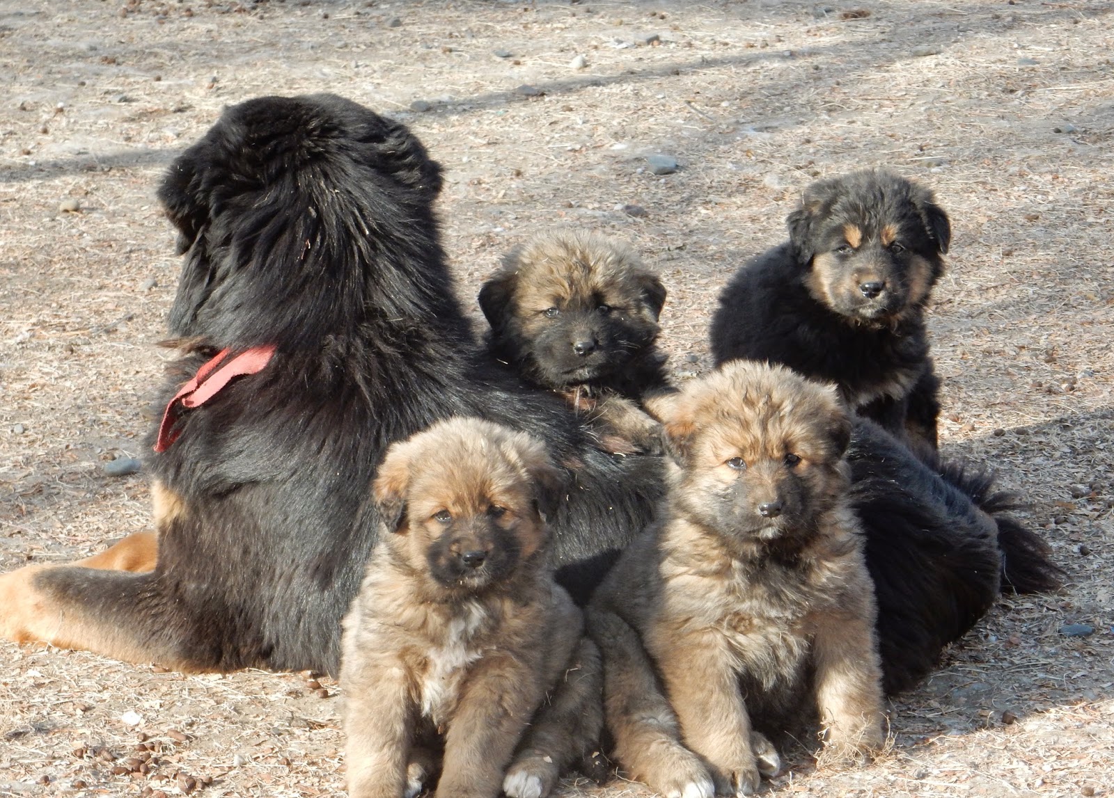 Mongolian Banhar Dog