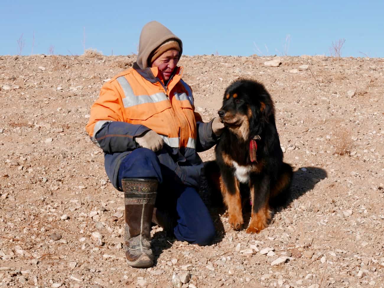 Mongolian Mountain Dog