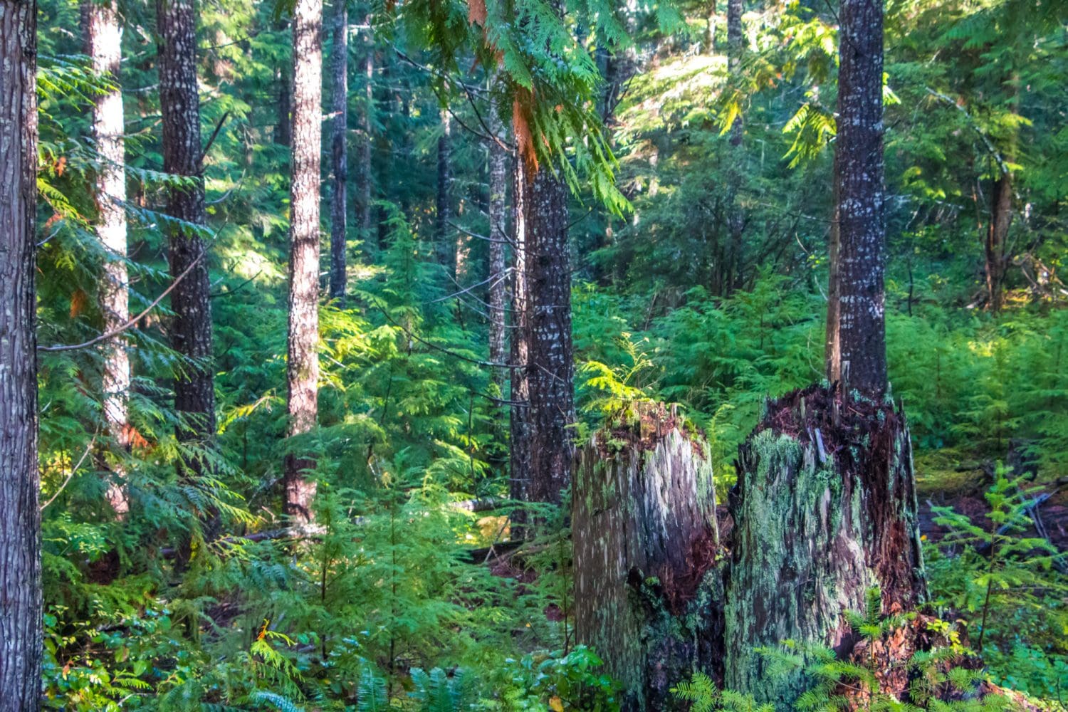 Overland Routes | Pacific Crest: Oregon Segment - Expedition Portal